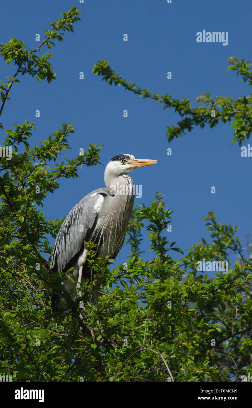 Scottish highlands nesting hi-res stock photography and images - Alamy