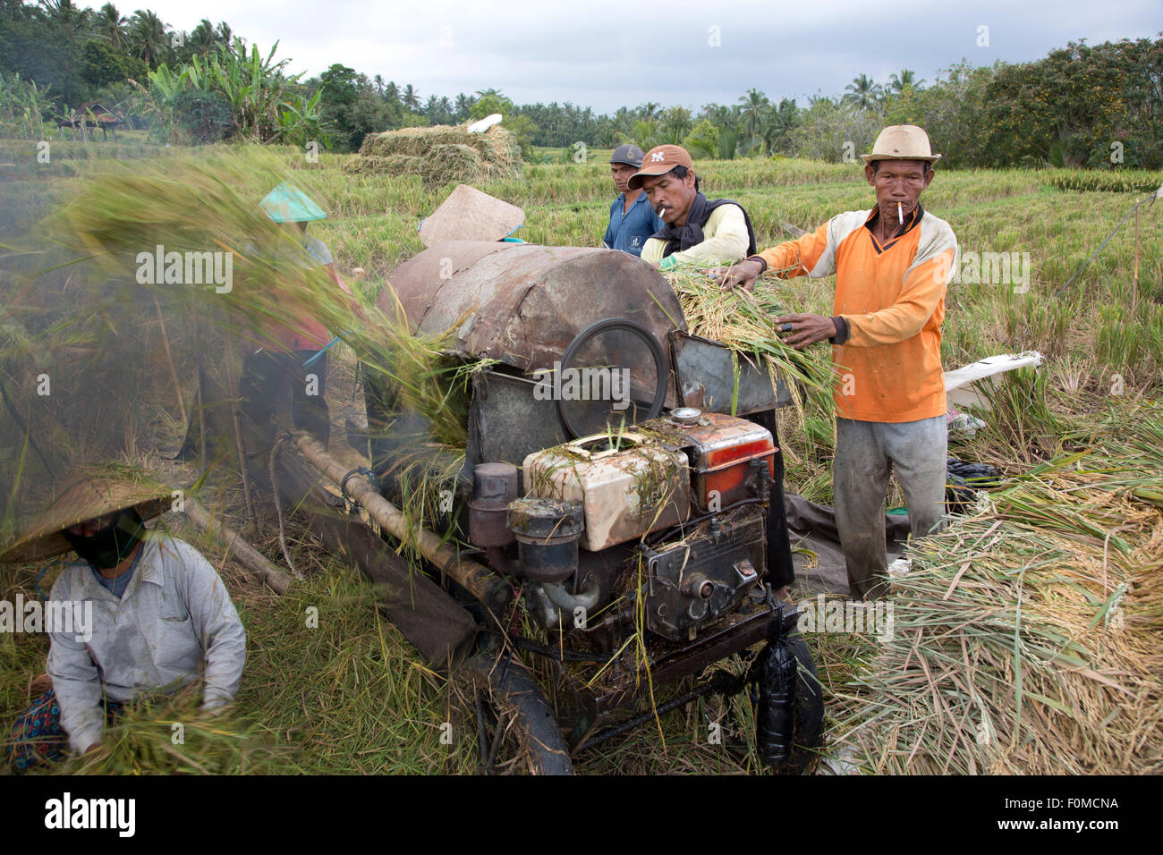 Balinese farmers harvesting rice Stock Photo - Alamy