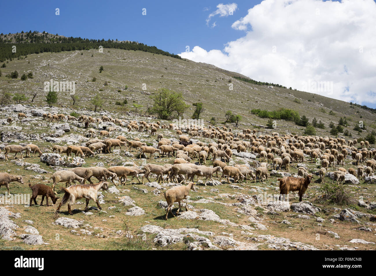 Transhumance italy sheep hi-res stock photography and images - Alamy