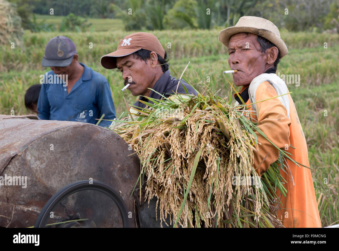 Balinese farmers harvesting rice Stock Photo - Alamy