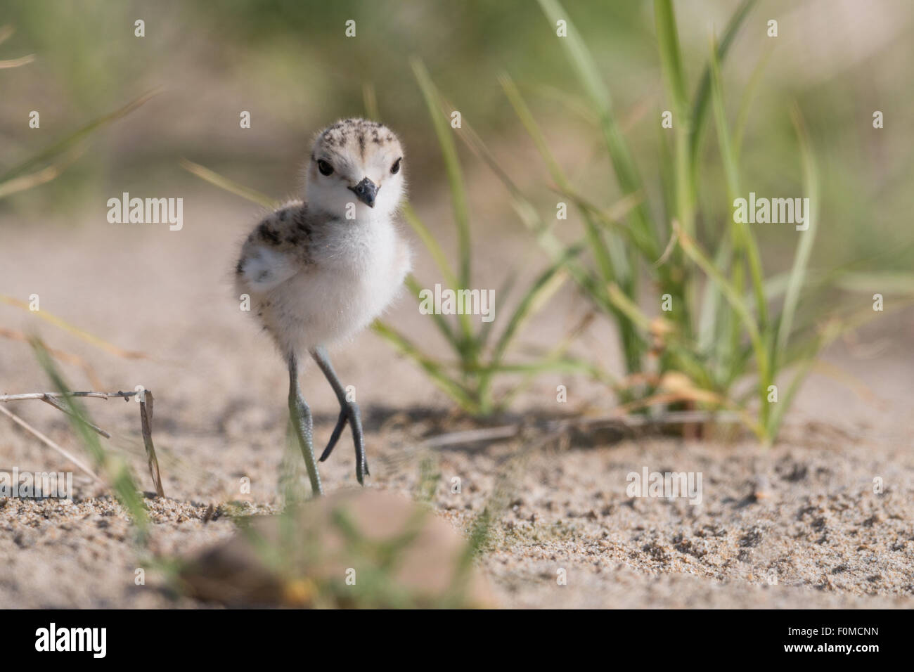 young Kentish plover Stock Photo - Alamy