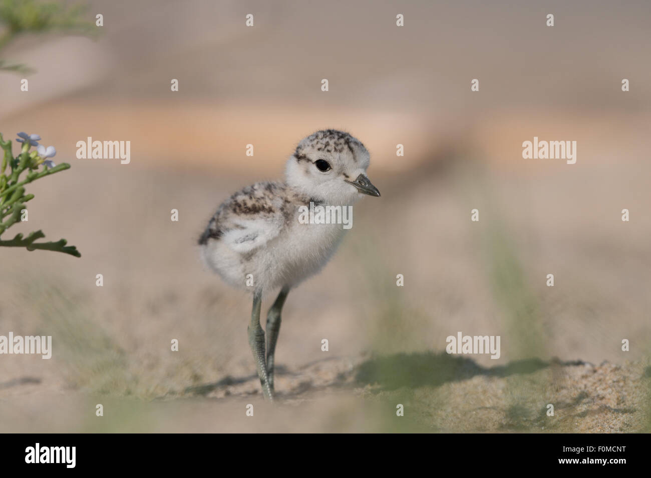 young Kentish plover Stock Photo - Alamy