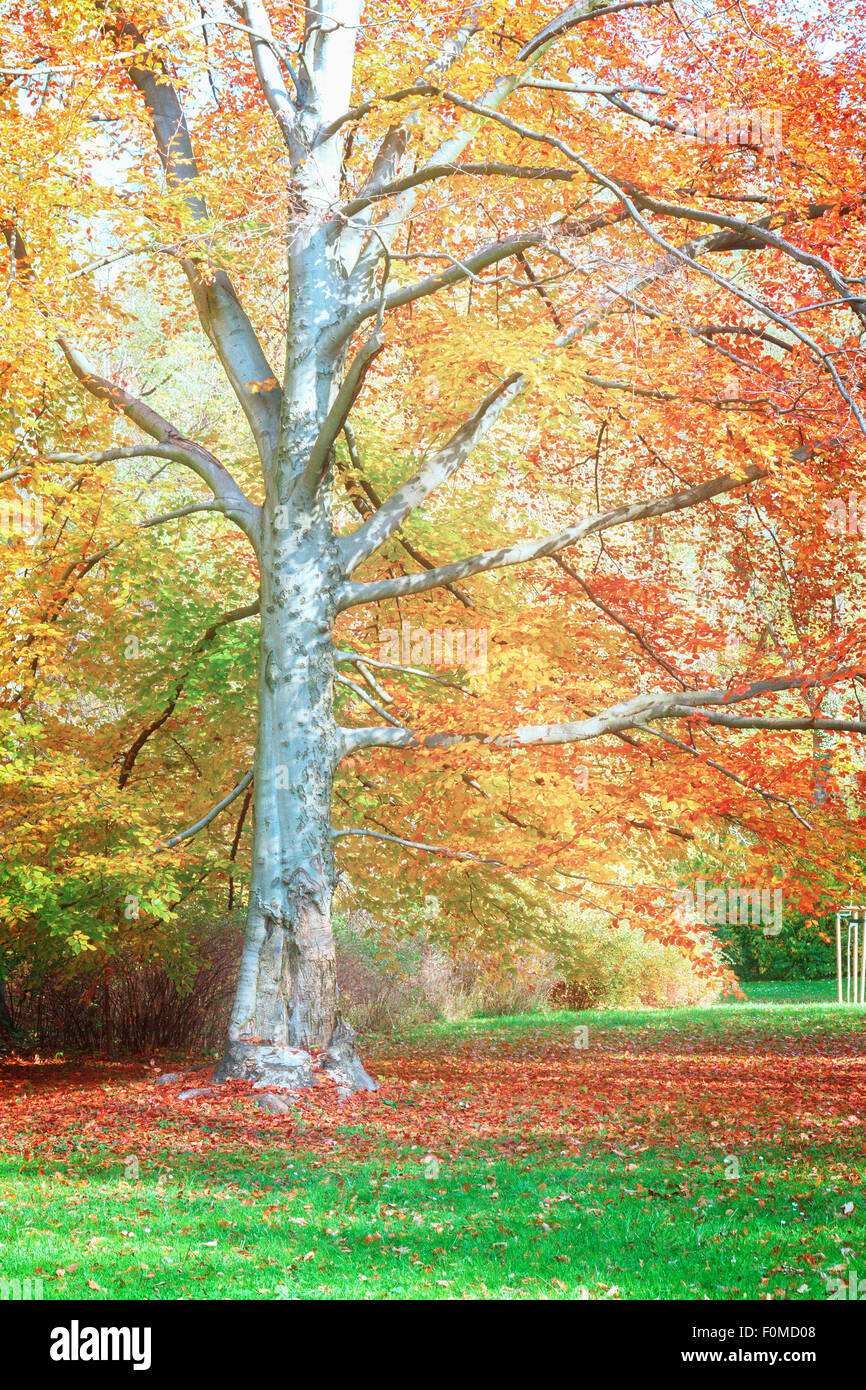 autumn park with tree Stock Photo - Alamy