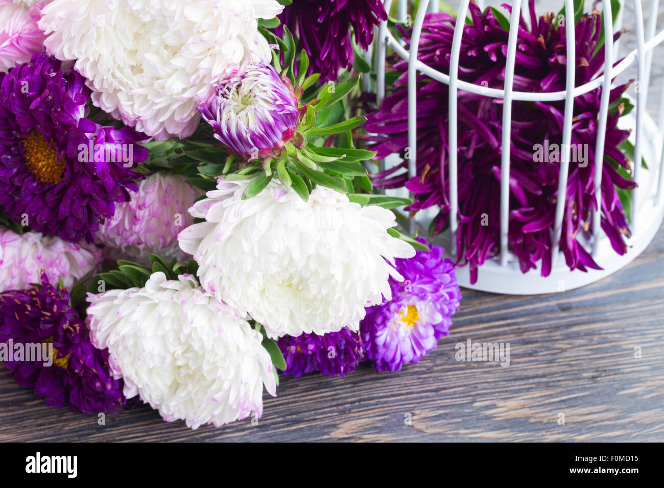 mix of aster flowers Stock Photo - Alamy