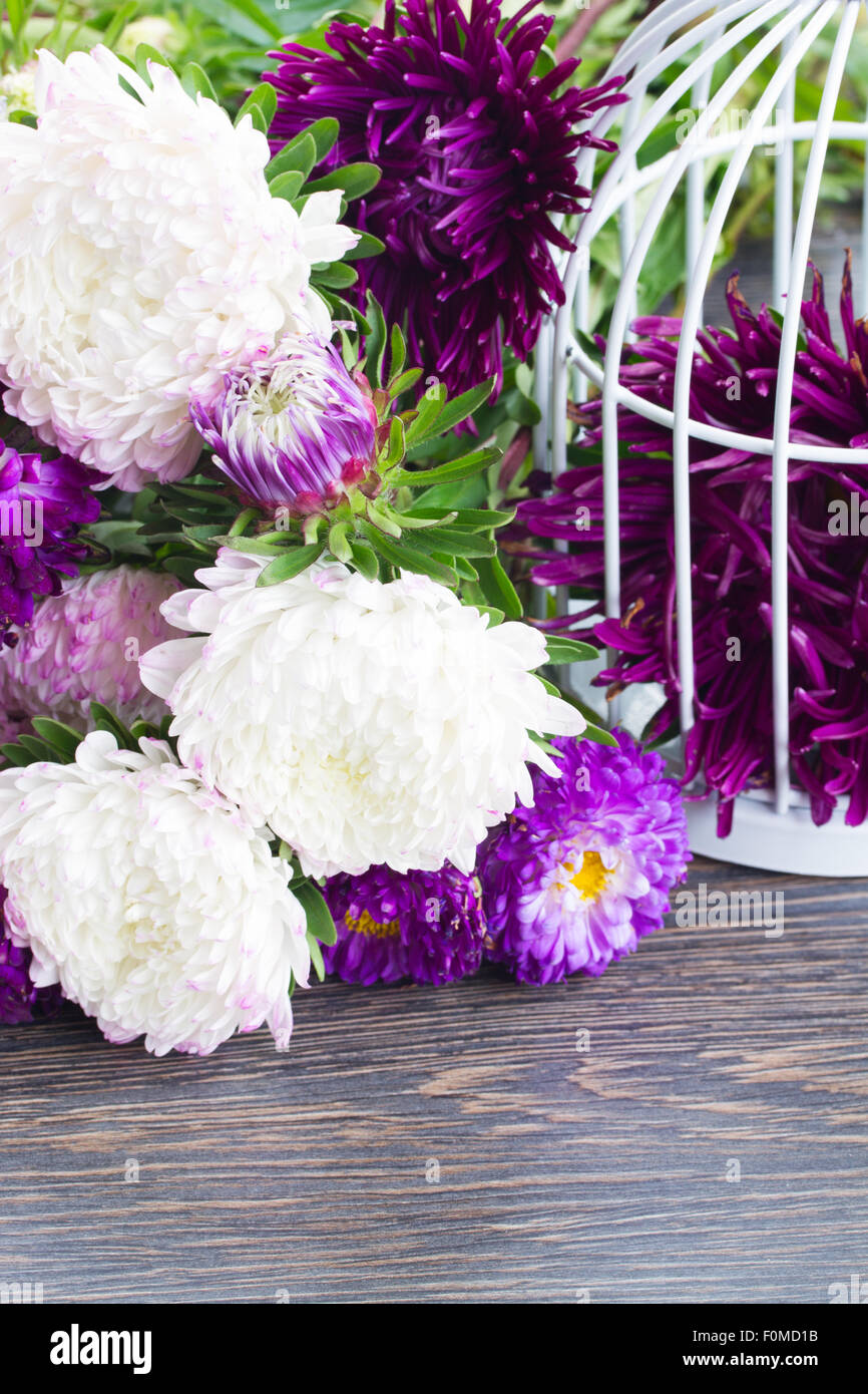 mix of aster flowers Stock Photo - Alamy