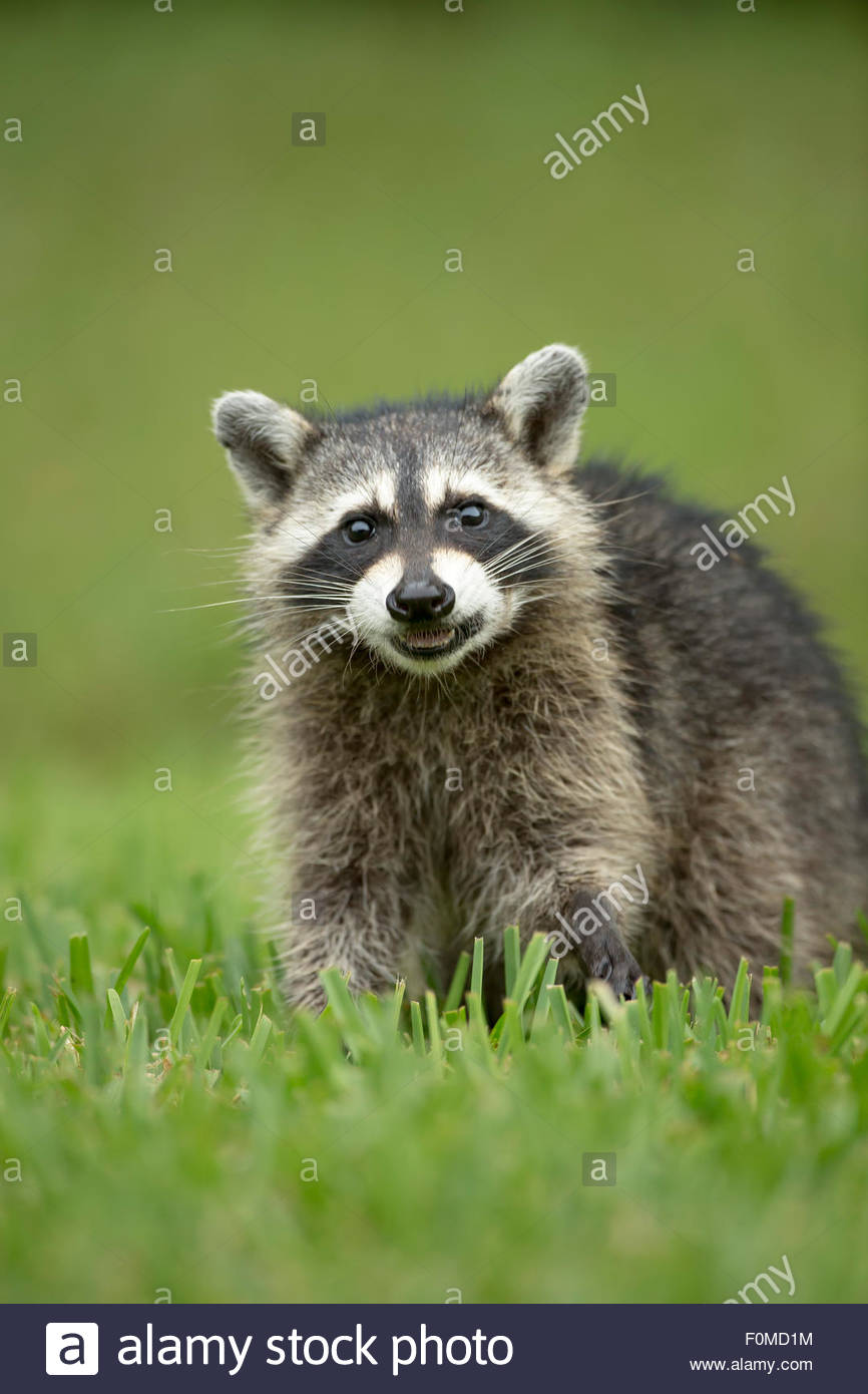 Raccoon Face Stock Photos & Raccoon Face Stock Images - Alamy