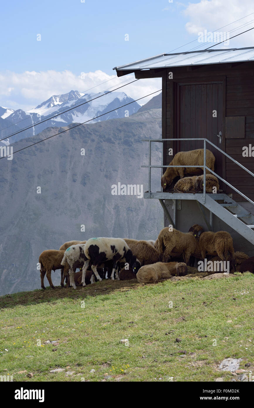 Sheep shadow hi-res stock photography and images - Alamy