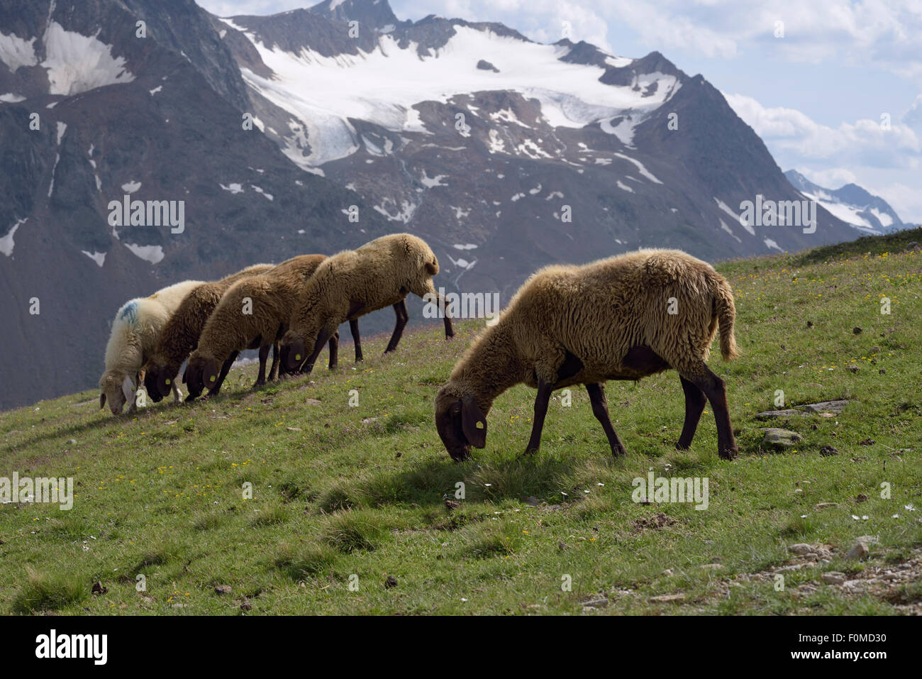 Glaciers 3000 hi-res stock photography and images - Alamy