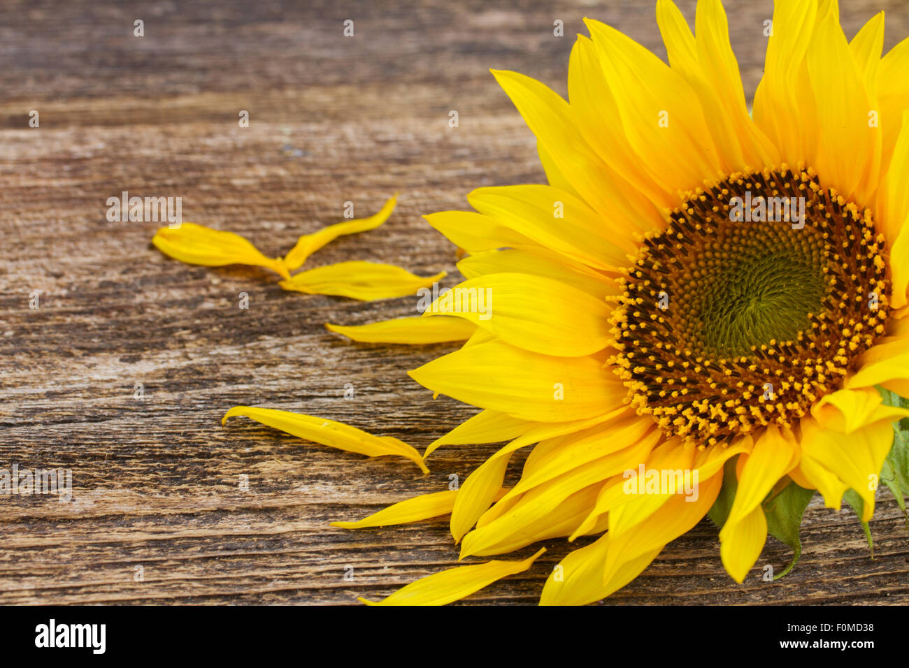 Fall sunflower hi-res stock photography and images - Alamy