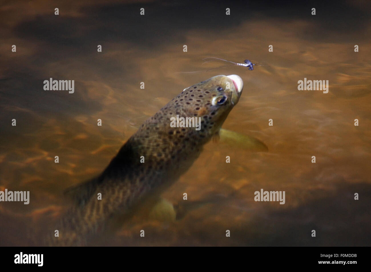 Trout catching insect hi-res stock photography and images - Alamy