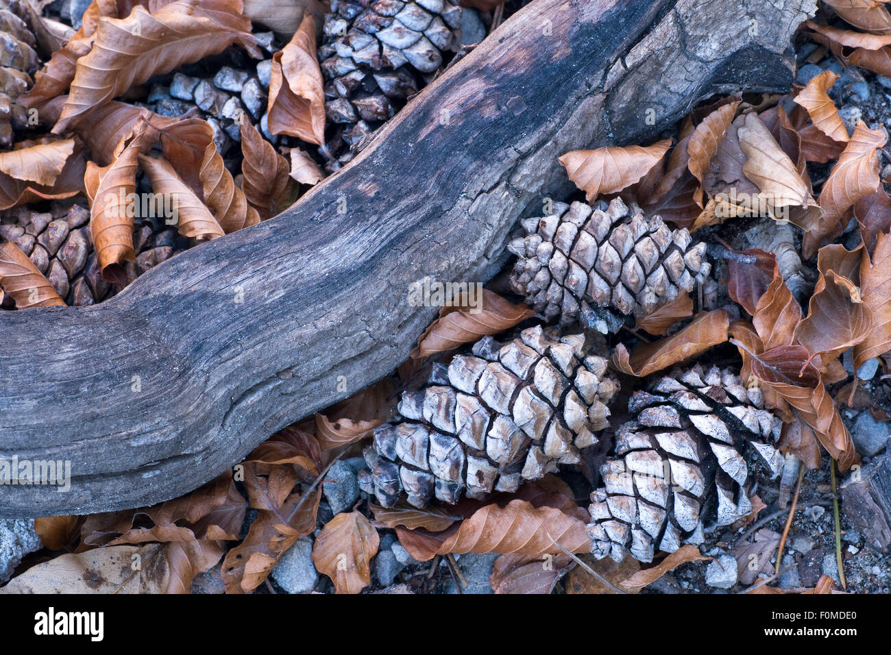 Southern beech leaves hi-res stock photography and images - Alamy