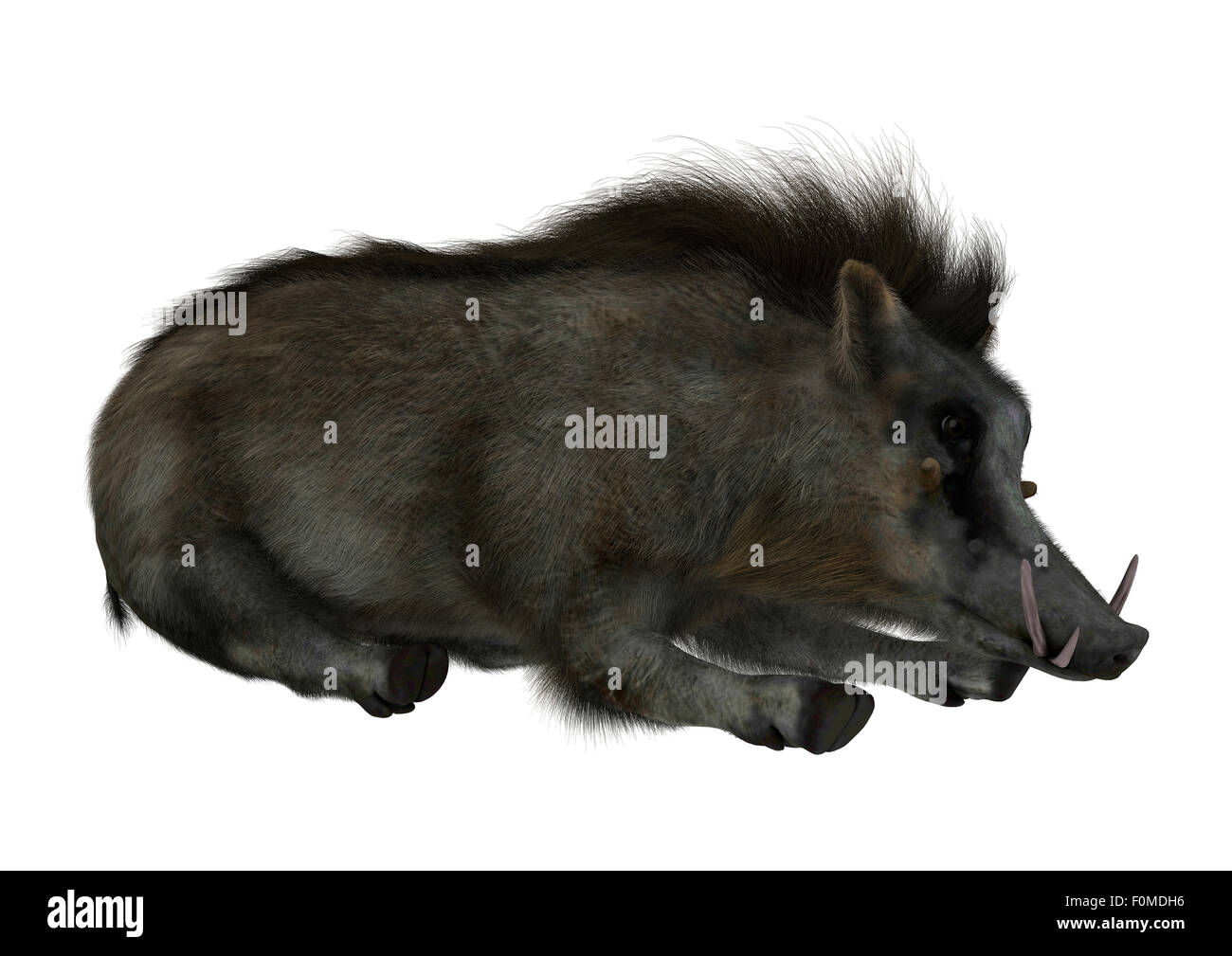 3D digital render of a wild warthog resting isolated on white ...