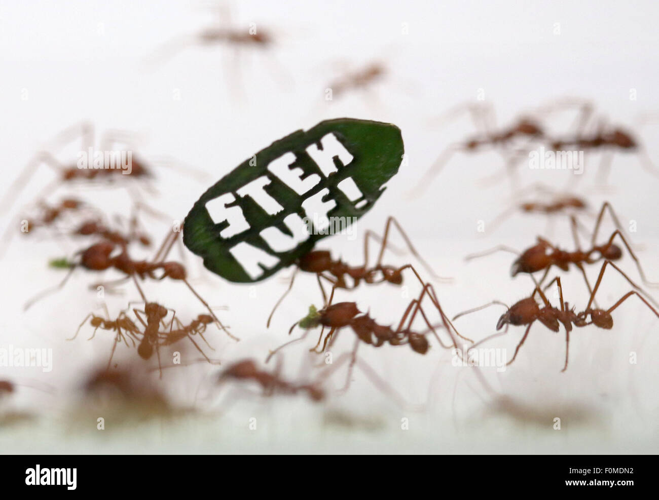 Cologne, Germany. 18th Aug, 2015. Leaf-cutting ants carrying a leaf ...