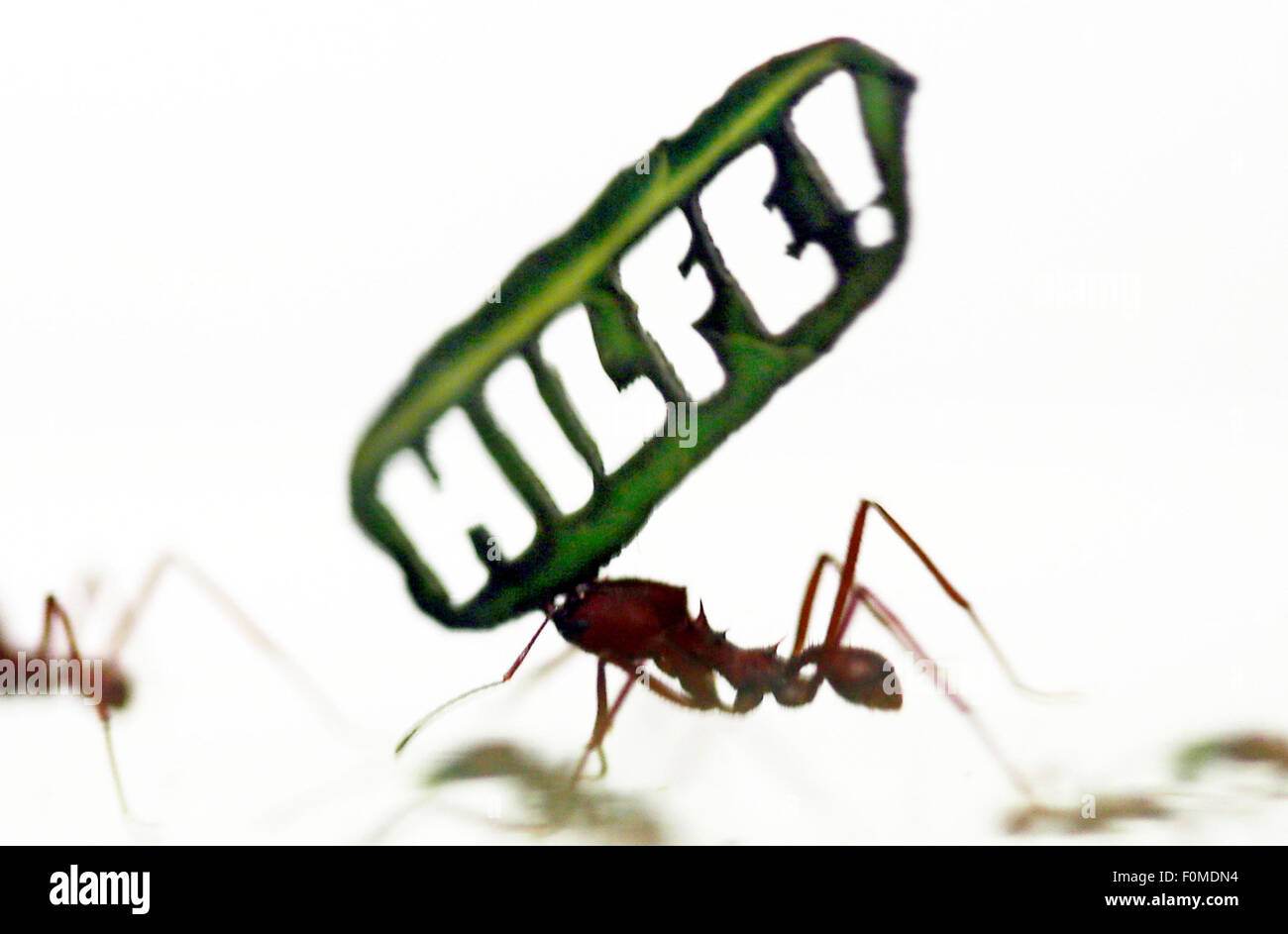 Cologne, Germany. 18th Aug, 2015. Leaf-cutting ants carrying a leaf ...