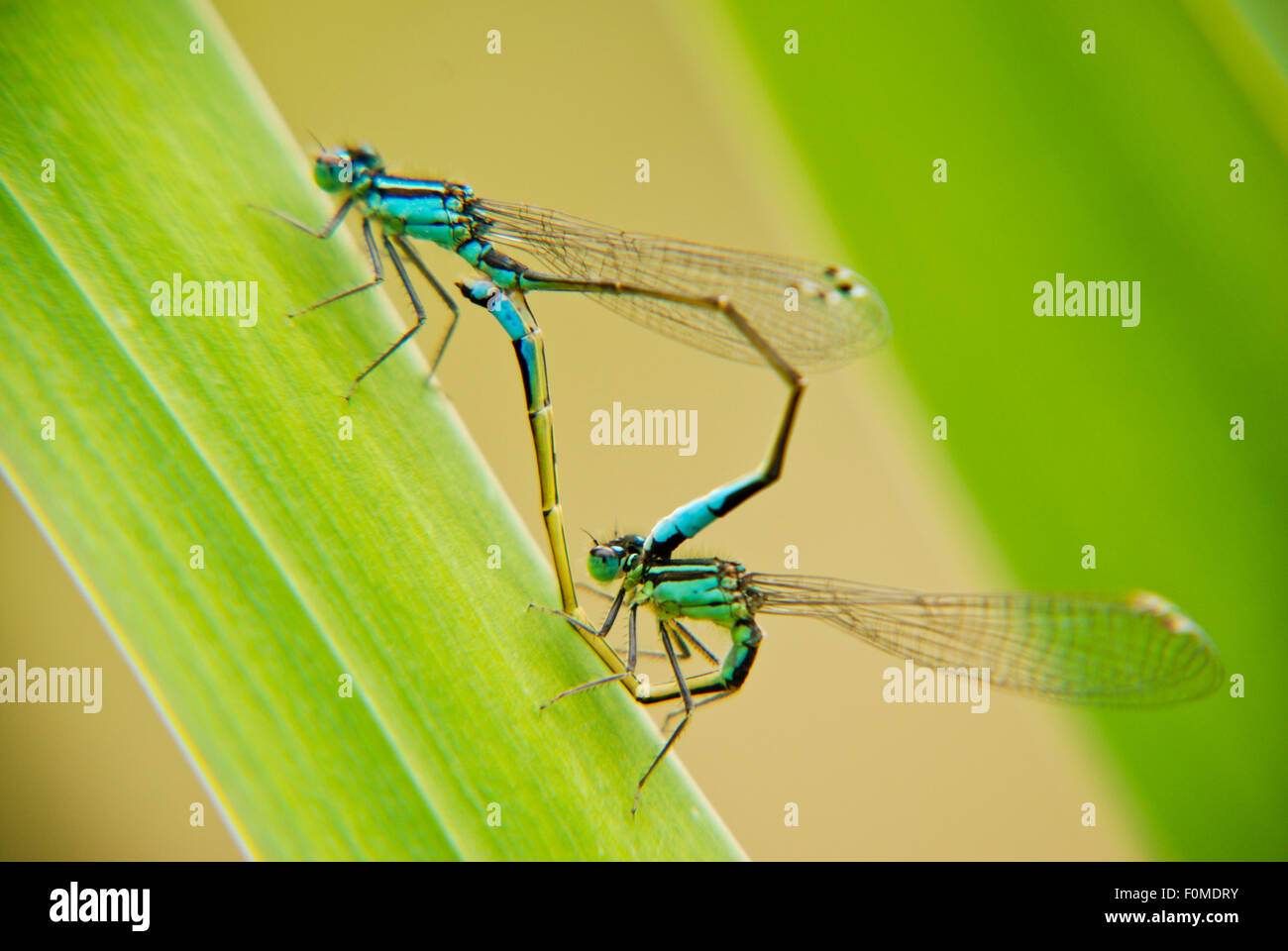 Two Dragonflies mating Stock Photo - Alamy