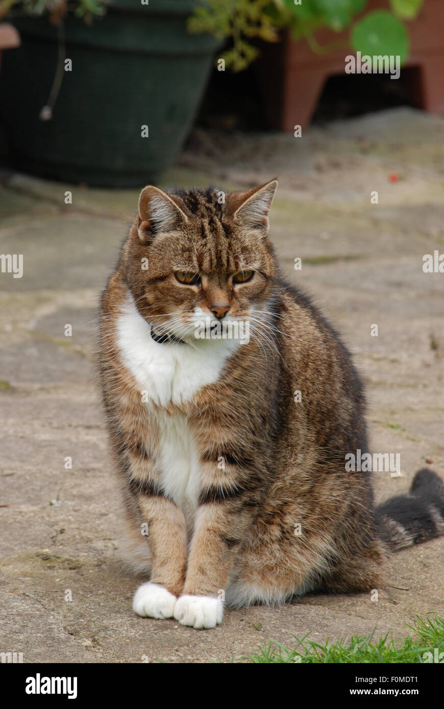 Tubby tabby hi-res stock photography and images - Alamy