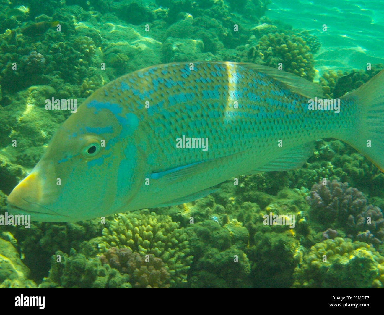 Emperor Fish Stock Photos & Emperor Fish Stock Images - Alamy