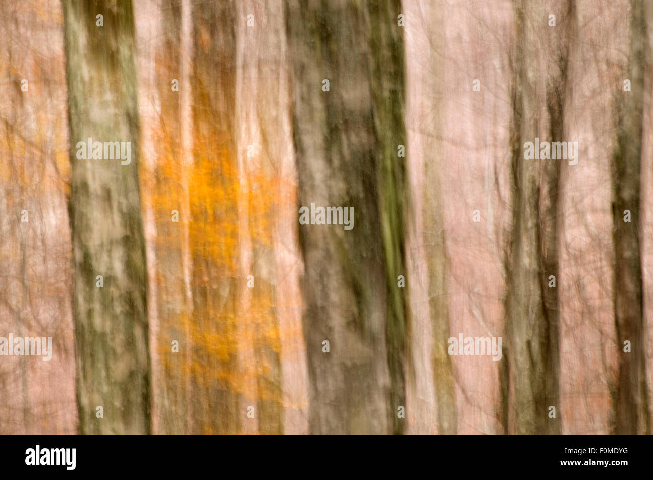 Abstract European beech (Fagus sylvatica) tree trunks, Pollino National ...