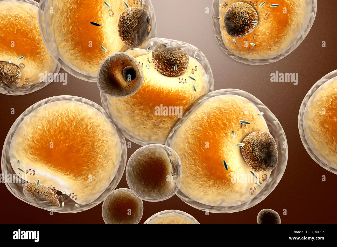 Fat cells in the human body. 3d rendered Illustration Stock Photo - Alamy