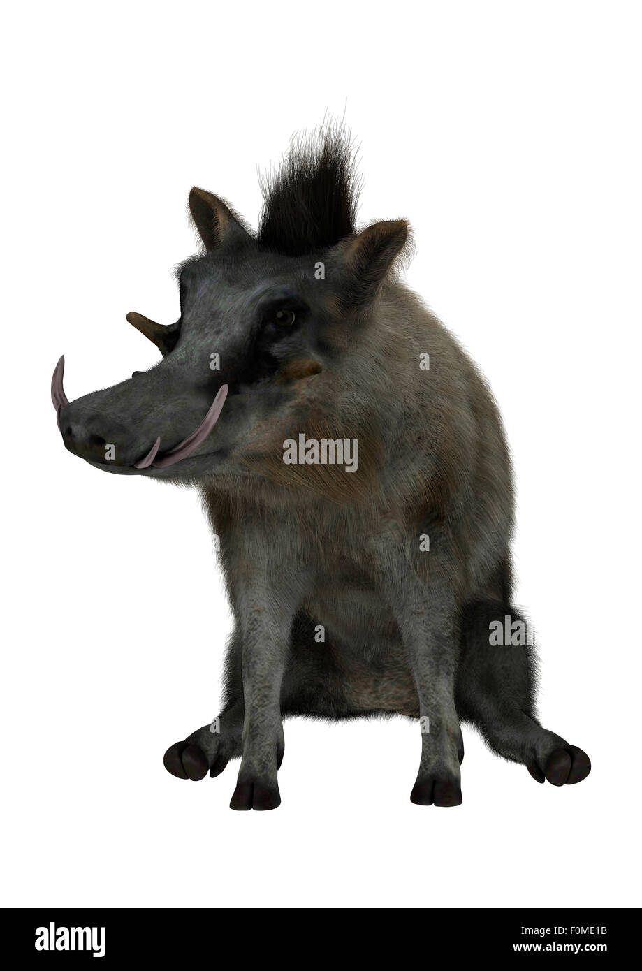 3D digital render of a wild warthog sitting isolated on white ...
