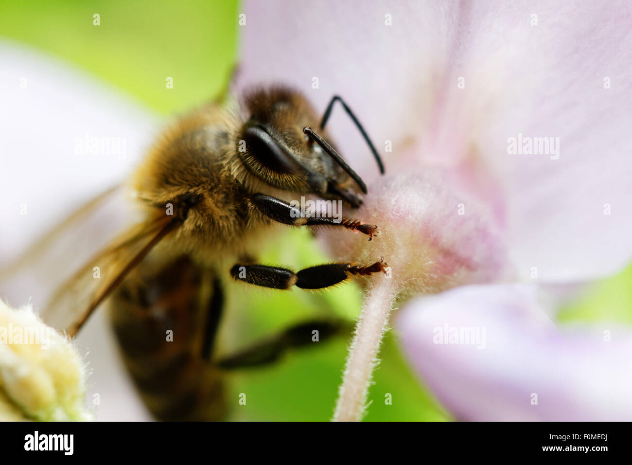 Collecting Pollinating Insects High Resolution Stock Photography and ...