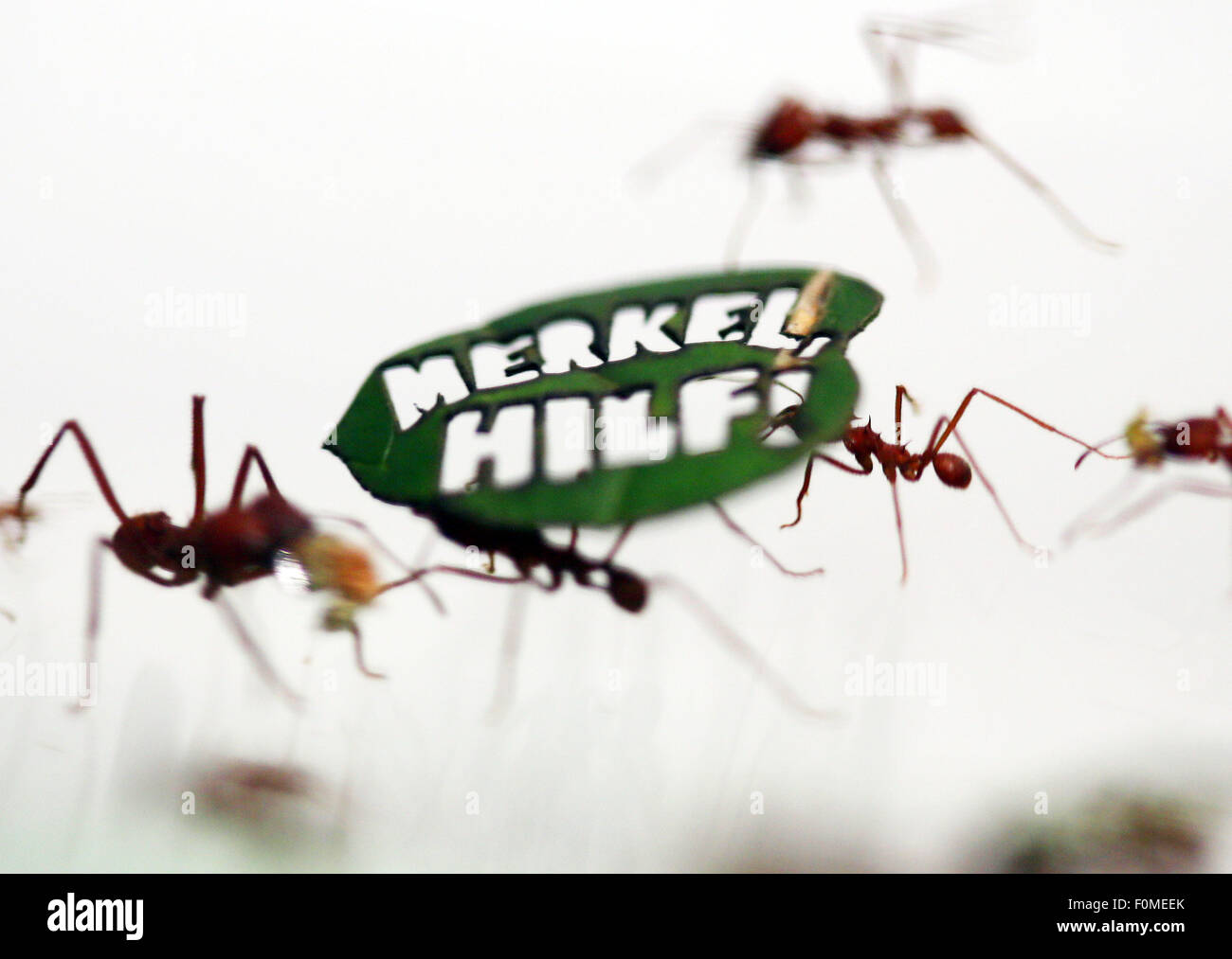 Cologne, Germany. 18th Aug, 2015. Leaf-cutting ants carrying a leaf ...