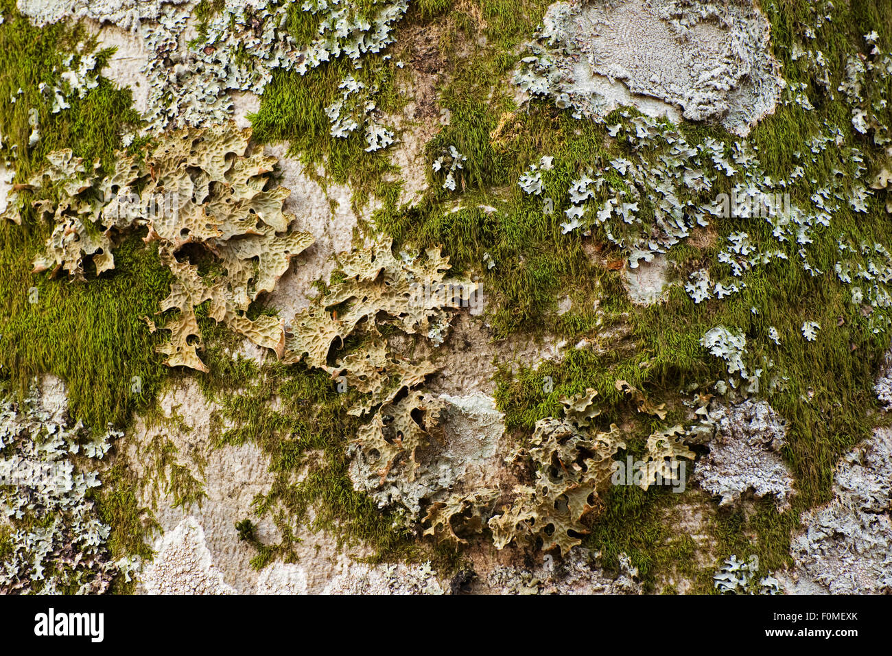 Lichen and moss growing on bark of European beech tree (Fagus sylvatica ...