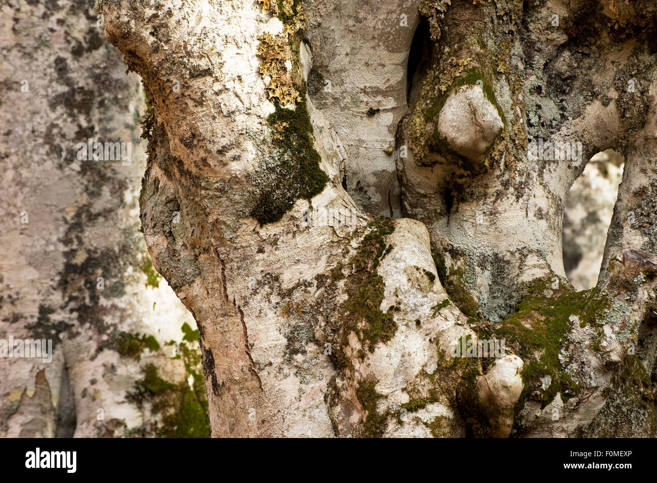 Close up of European beech (Fagus sylvatica) tree trunk growing in ...
