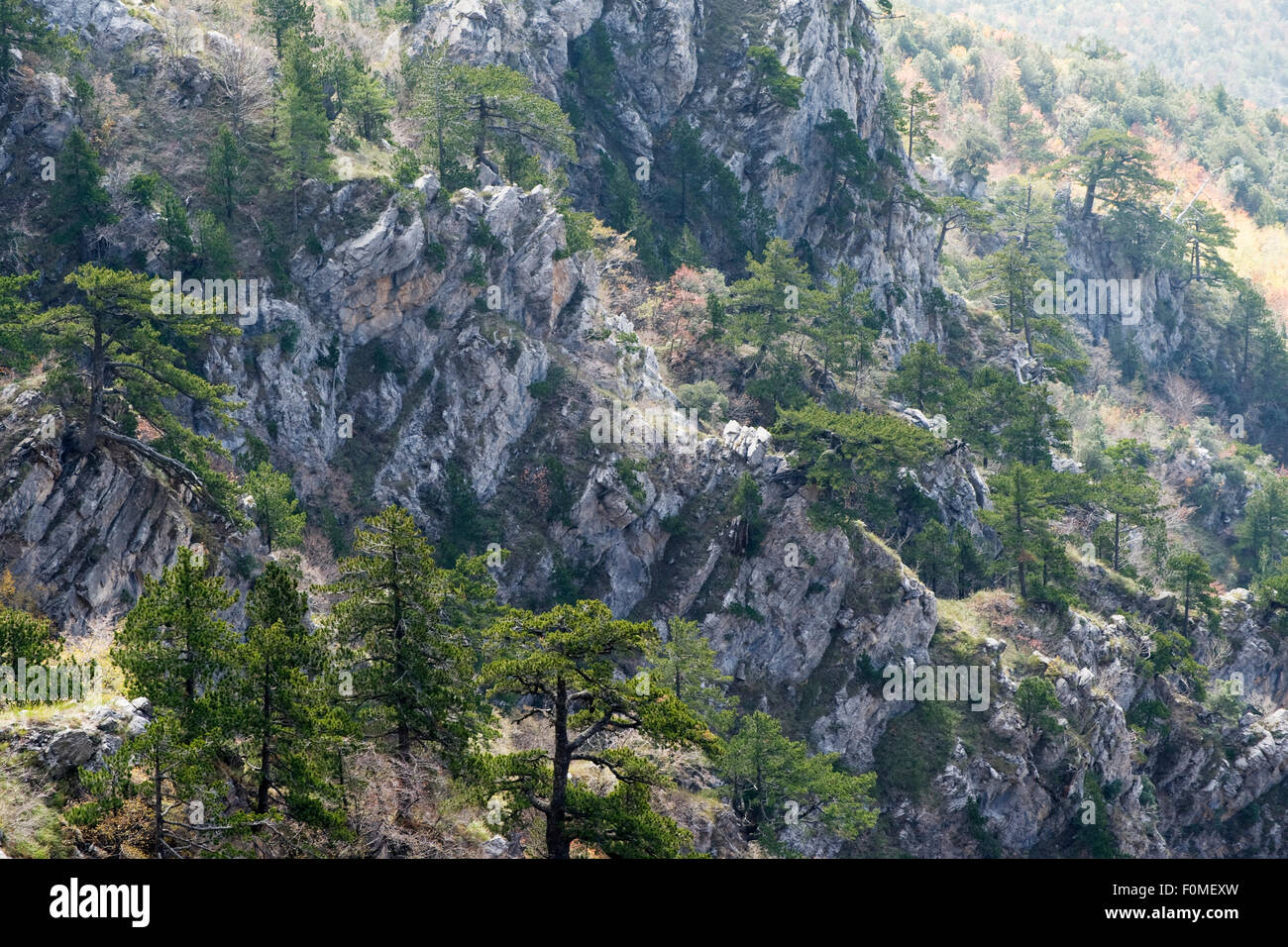 Bosnian pine in pollino national park hi-res stock photography and ...