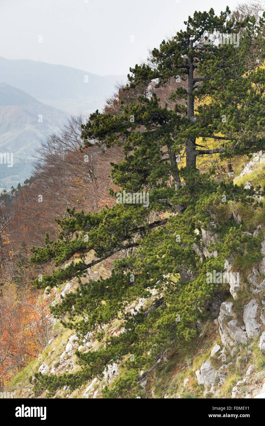 Bosnian pine tree (Pinus leucodermis) growing on steep hill side ...