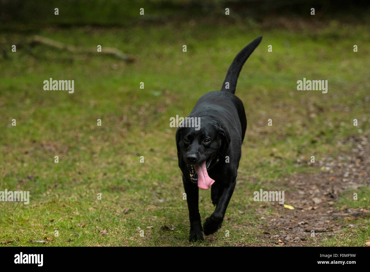 Black Labrador dog walking in the New Forest, England Stock Photo - Alamy