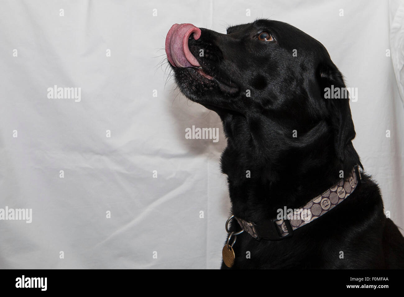 Black Labrador dog in front of a plain white background Stock Photo - Alamy