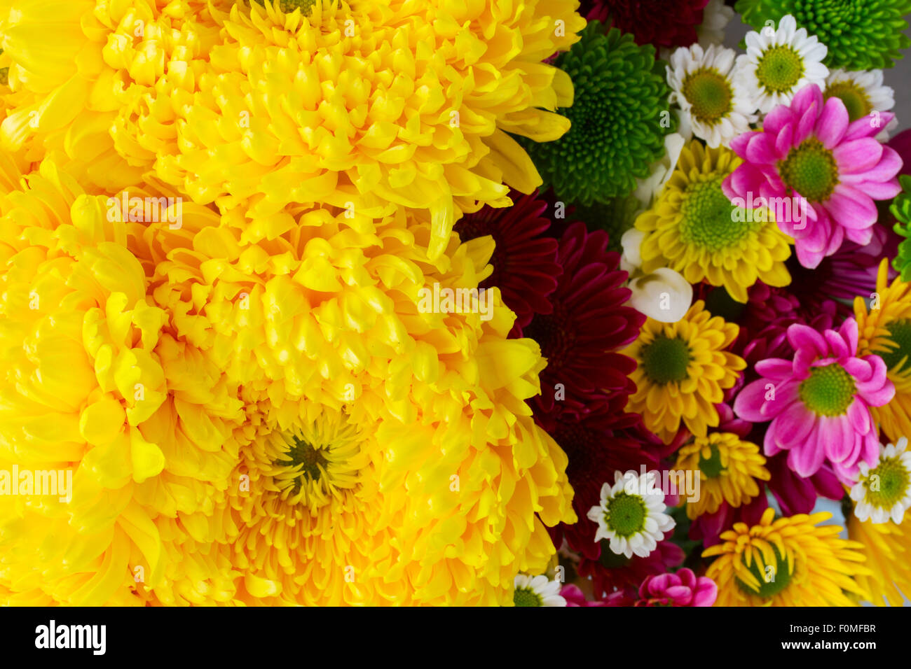 Bunch of mum flowers Stock Photo - Alamy