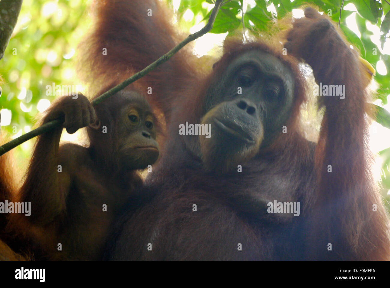 Baby orangutan mother hi-res stock photography and images - Alamy