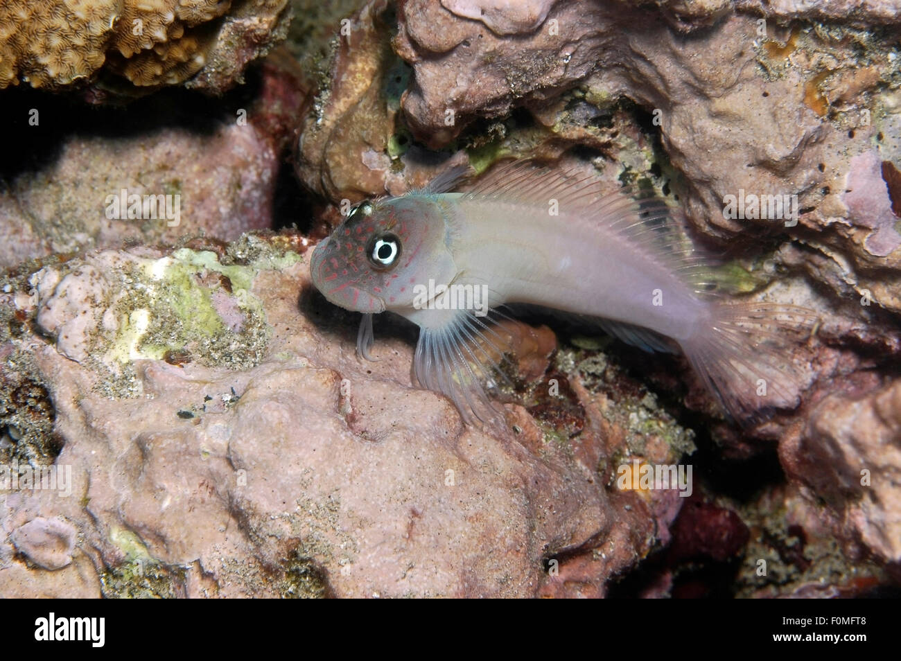 Small blenny in coral hi-res stock photography and images - Alamy