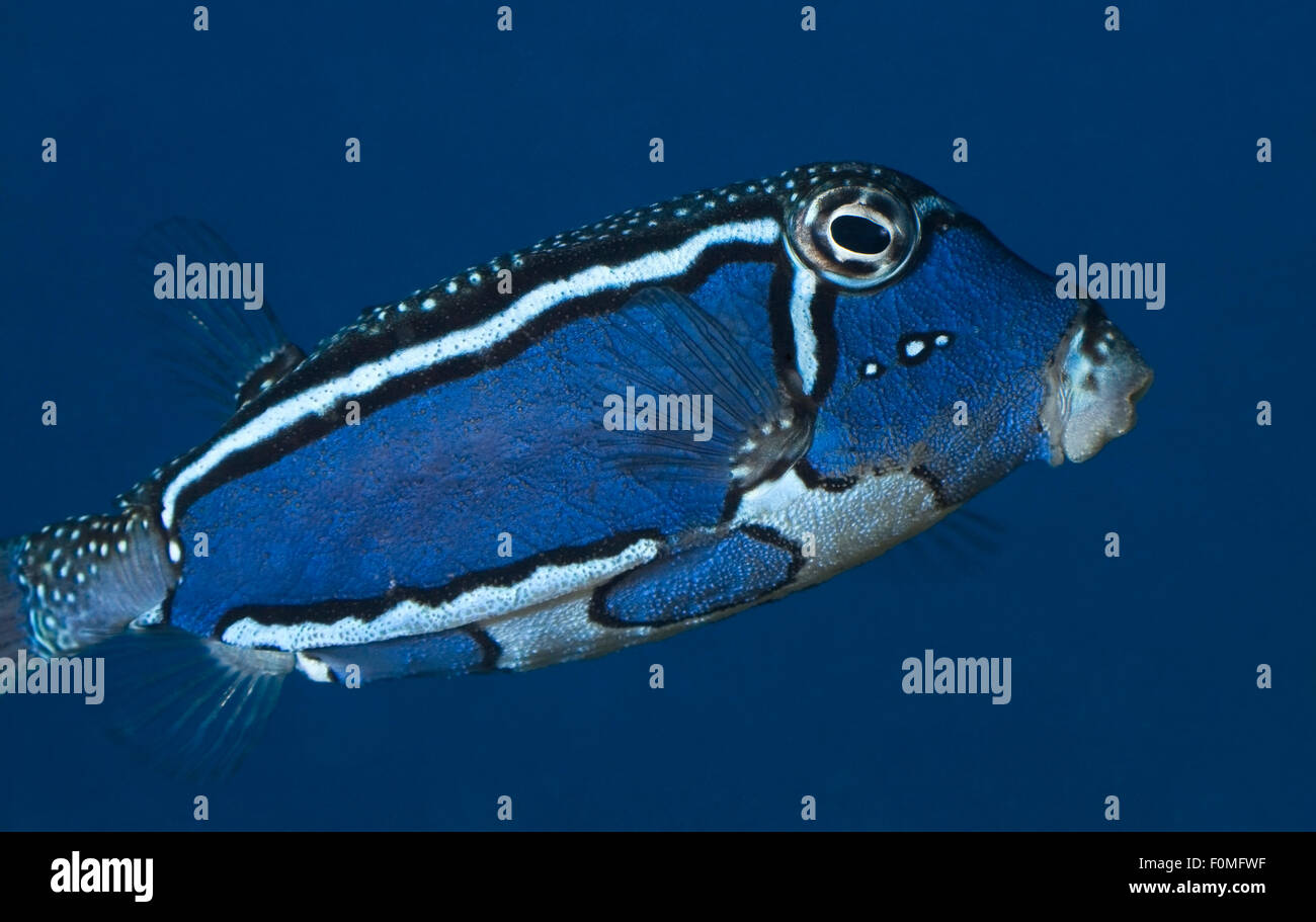 Boxfish underwater in ocean wildlife hi-res stock photography and ...