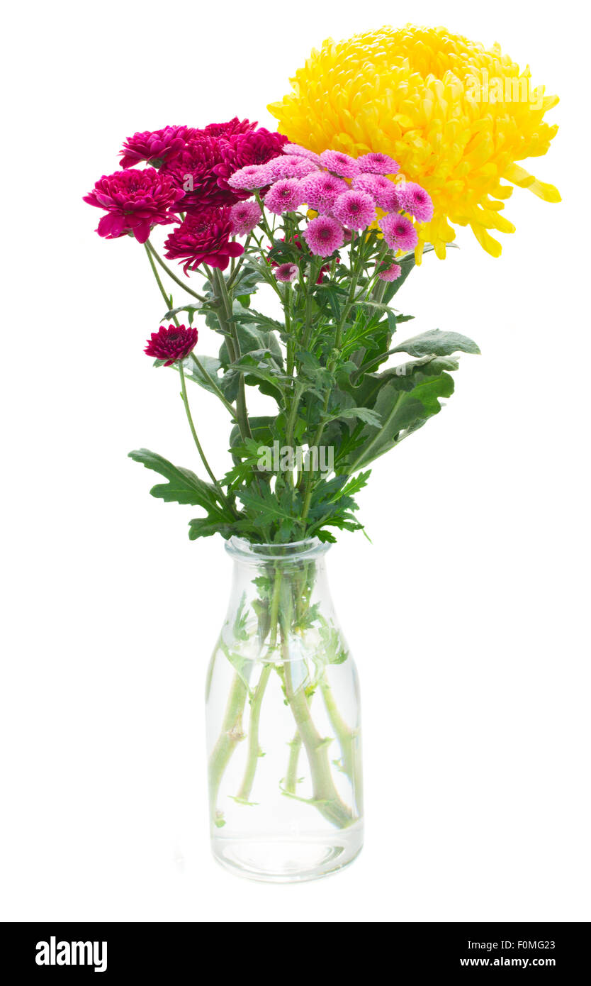 Red yellow mum chrysanthemum flowers hi-res stock photography and ...