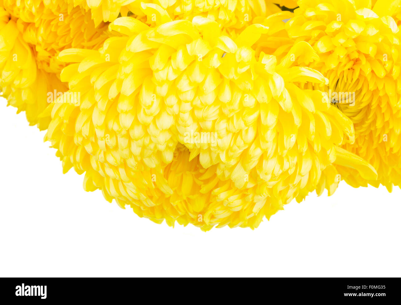 Border of yellow mum flowers Stock Photo - Alamy