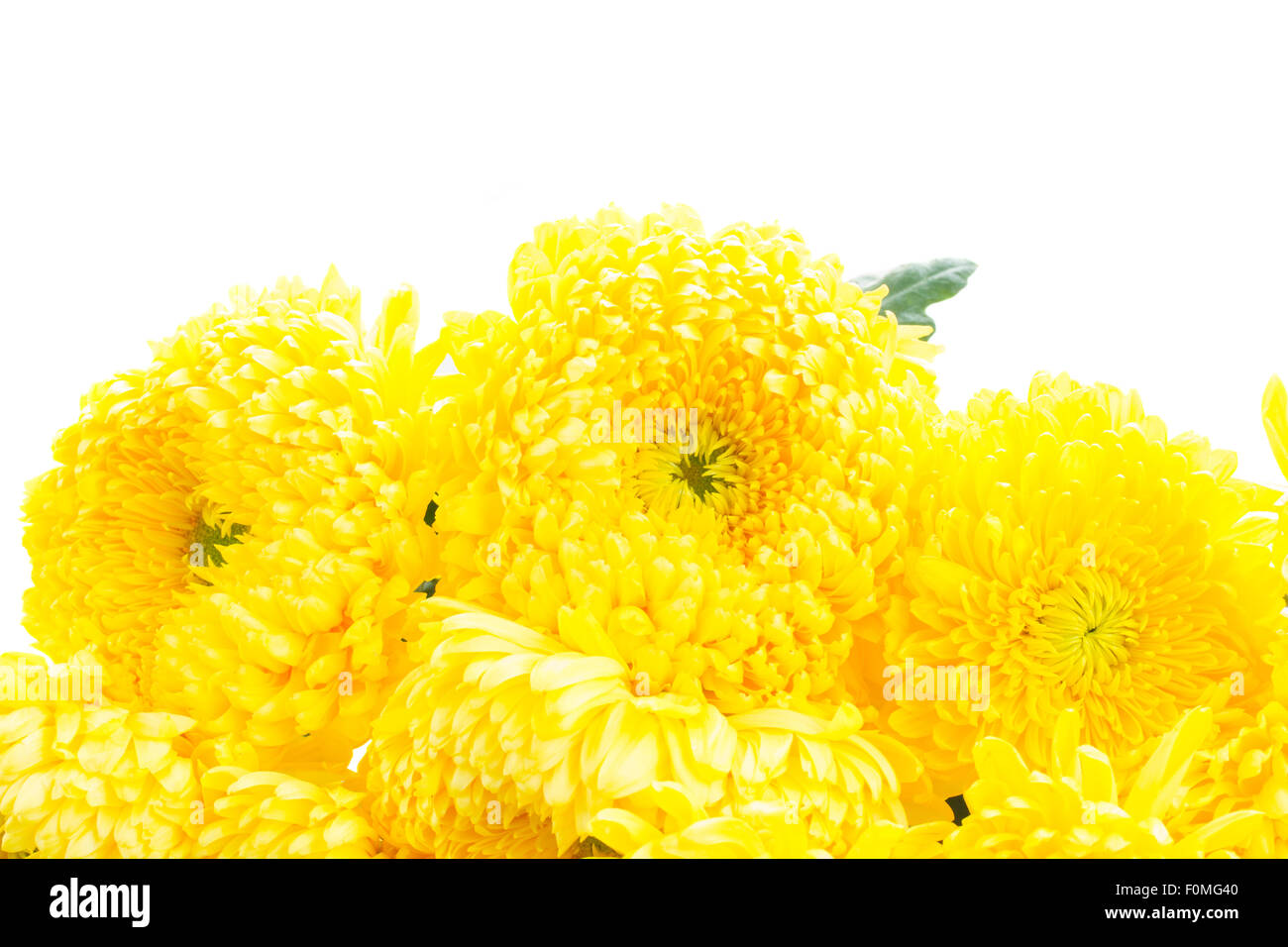 Border of yellow mum flowers Stock Photo - Alamy