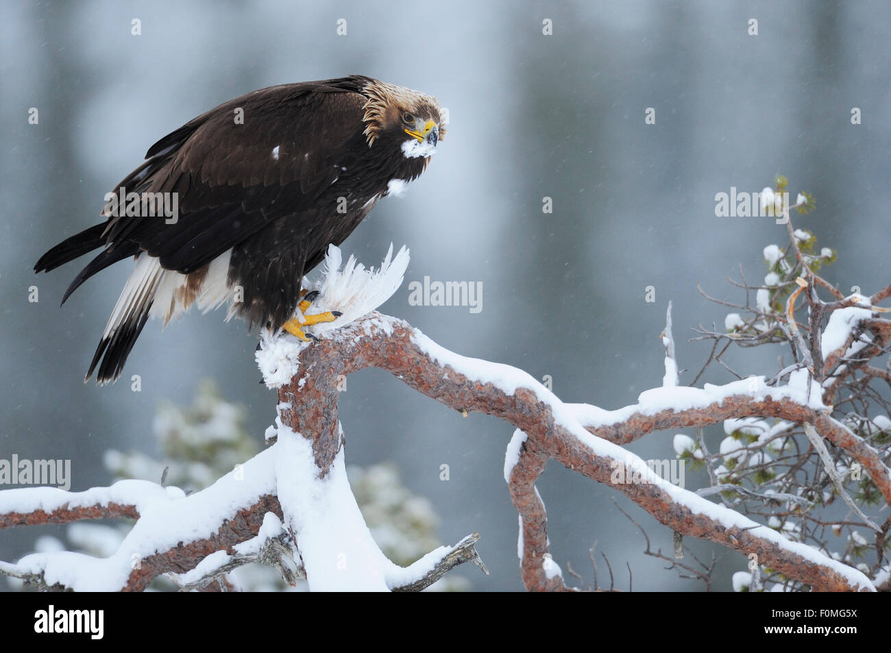 Golden eagle (Aquila chrysaetos) feeding on dead grouse, Flatanger ...