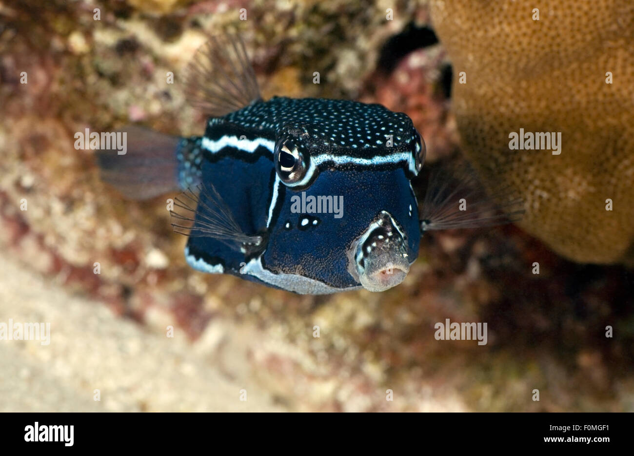 Boxfish swimming on reef hi-res stock photography and images - Alamy