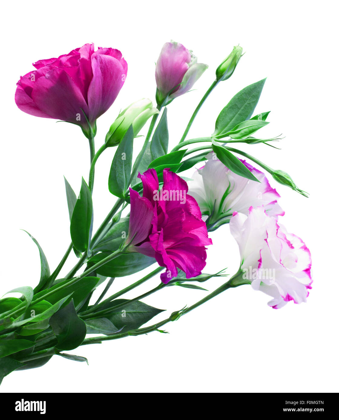 bouquet of eustoma flowers Stock Photo - Alamy
