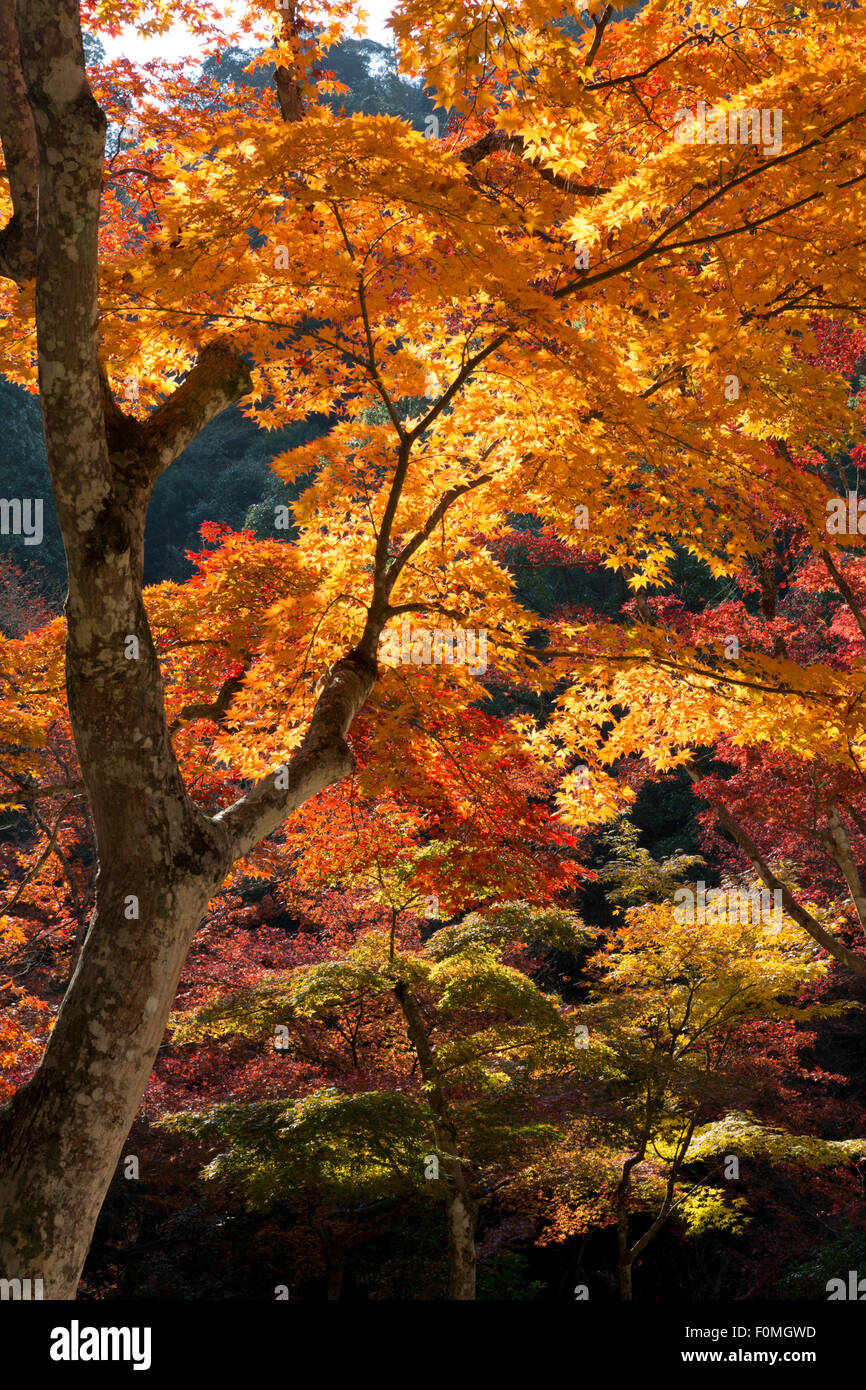 Japanese maple park hi-res stock photography and images - Alamy