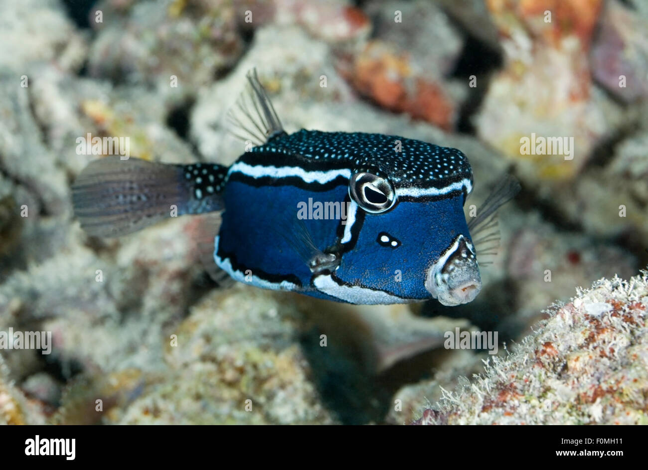 SMALL BOXFISH SWIMMING IN CORAL GARDEN CLEAR WATER Stock Photo - Alamy