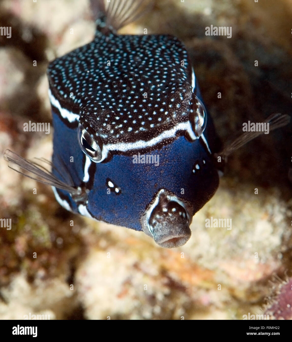 Close up view of puffer fish hi-res stock photography and images - Alamy