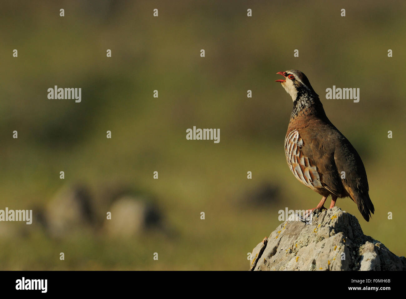 Red legged partridge (Alectoris rufa) on rock calling, La Serena ...
