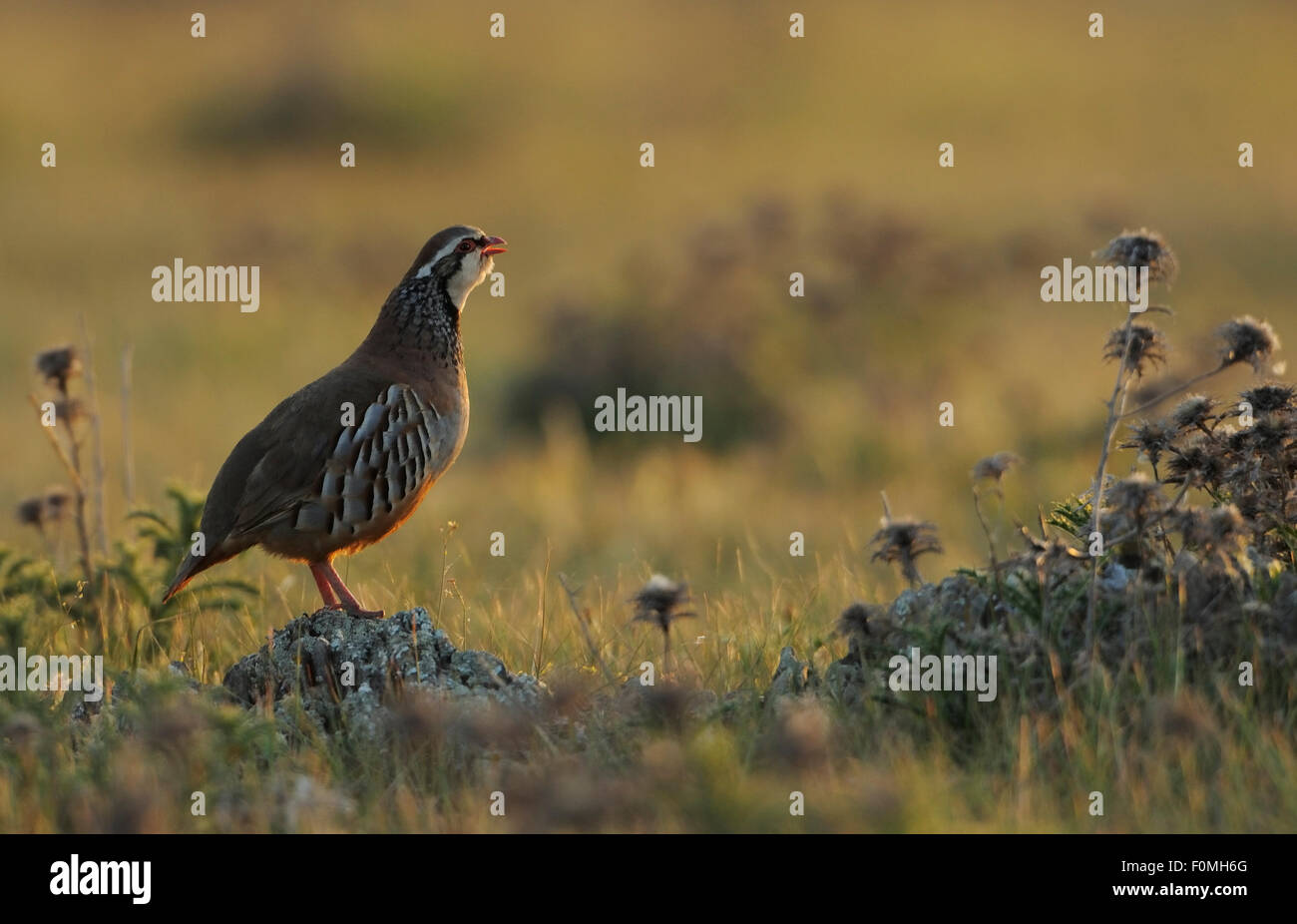 Red legged partridge (Alectoris rufa) on small rock calling, La Serena ...