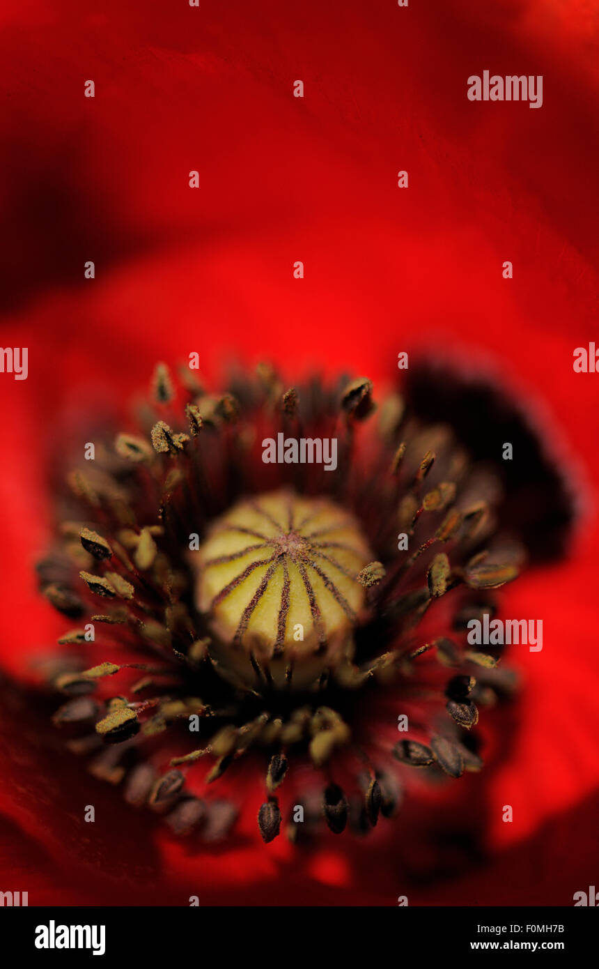 Flower with stigma hi-res stock photography and images - Alamy