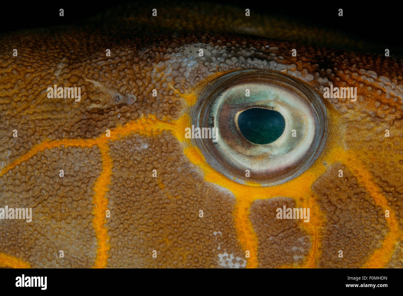 CLOSE-UP VIEW OF BOWFISH EYES Stock Photo - Alamy