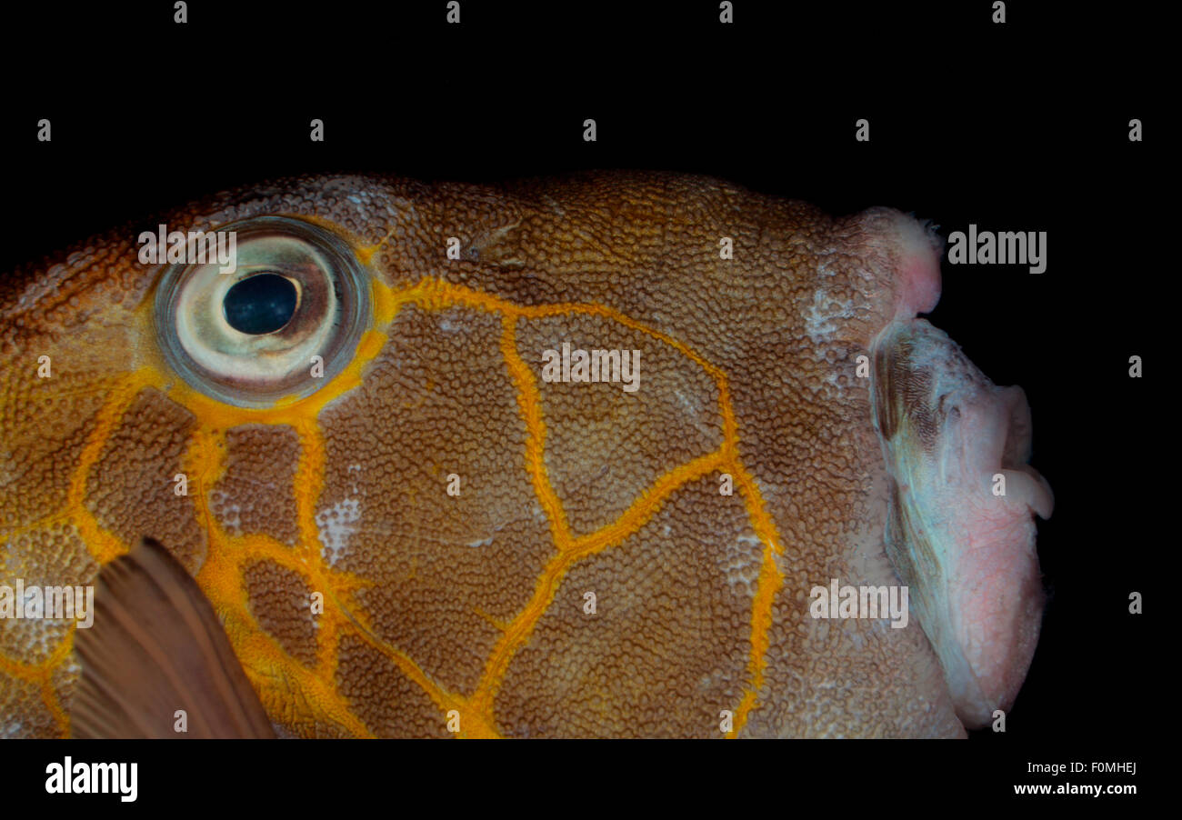 CLOSE-UP VIEW OF BOXFISH FACE WITH DARK BACKGROUND Stock Photo - Alamy